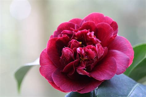Kamelie Camellia Jap Burgundy Gem 14 03 2014 Beautiful Flowers