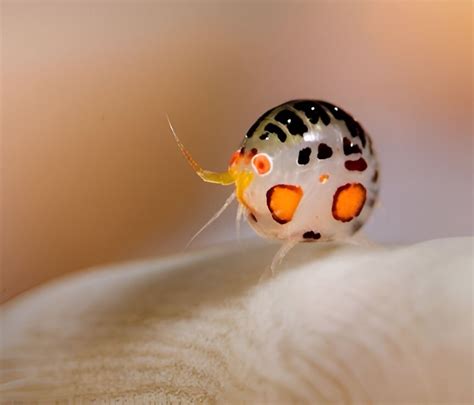 370 Da Bug Board Ideas In 2025 Cool Bugs Bugs And Insects Beautiful Bugs