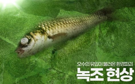 용담댐 조류경보제 운영이후 최초 ‘경계 발령먹는 물 공급 비상