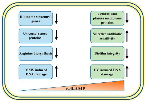 Schematic Representation Showing Different Cellular Pathways And Download Scientific Diagram
