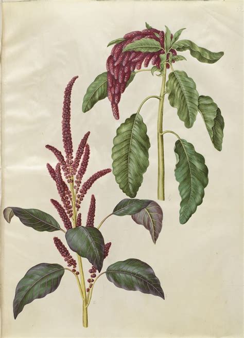 Amaranthus Sangvineus Amaranthus Caudatus Kksgb295052 Botanical