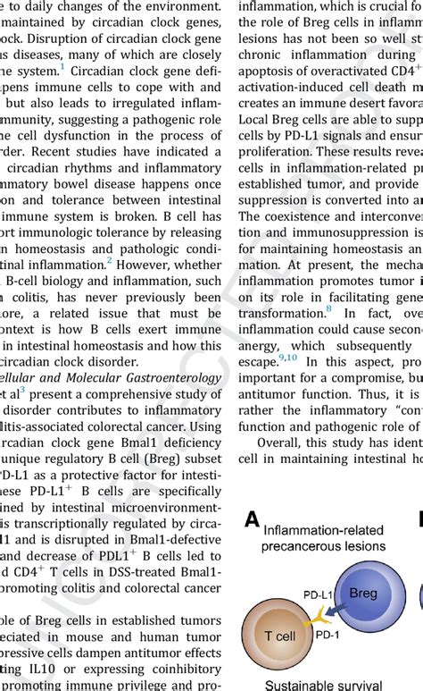 The Role Of The Breg Cells In Inflammation Related Precancerous Lesion
