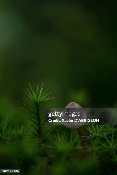 Minuscule Photos And Premium High Res Pictures Getty Images