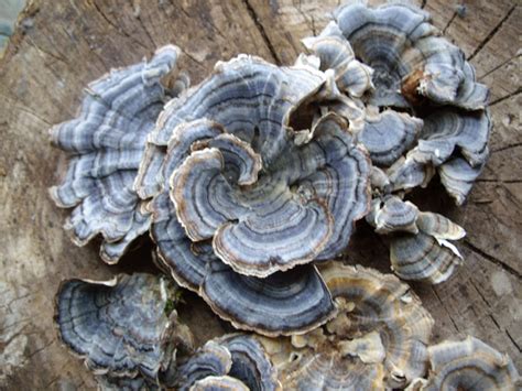 Forest House Farm: Turkey Tail Mushroom