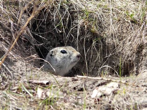 Best Gopher Traps In [year] Expert Reviews Pest Control Hacks