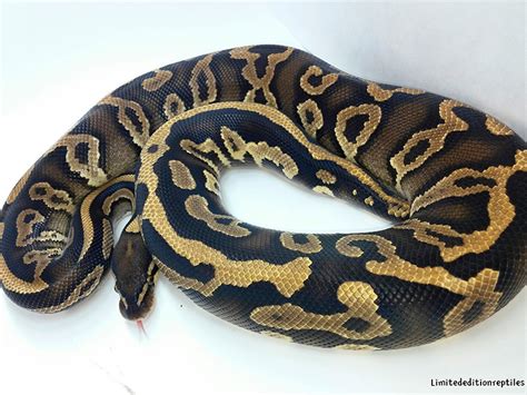 Morph List World Of Ball Pythons