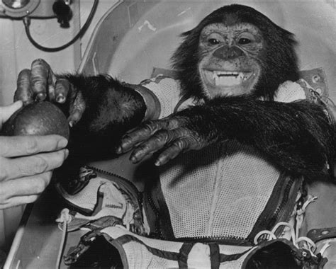 Photograph Of Ham The Space Chimp After Orbiting The Earth January 31