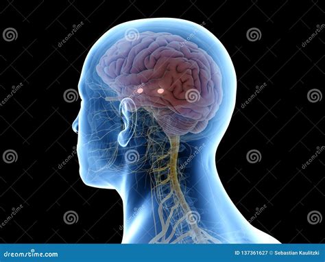 The Amygdaloid Body Stock Illustration Illustration Of Emporium 137361627