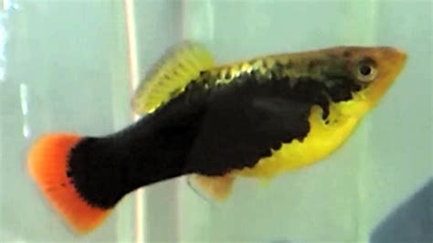 Hawaiian Platy Fish Care Guide For Beginners Platy Gender Breeding