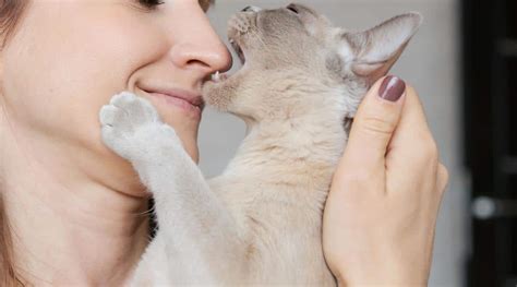 Why Does My Cat Lick My Face 6 Top Reasons Love Your Cat