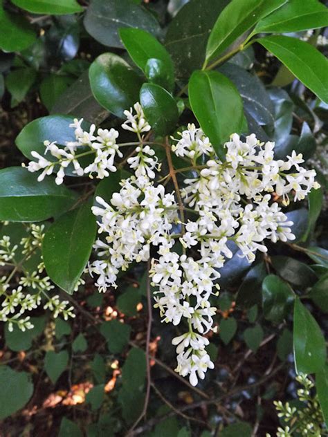 Mariettes Back To Basics Our Ligustrum Japonicum