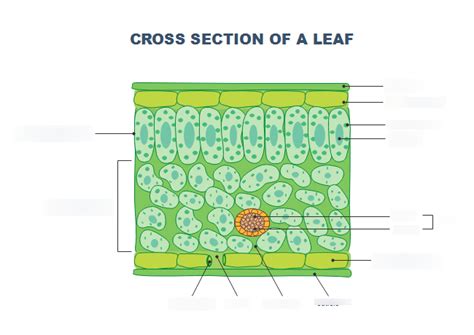 Diagram Of CROSS SECTION OF A LEAF Quizlet Diagram Of CROSS SECTION OF A LEAF Quizlet
