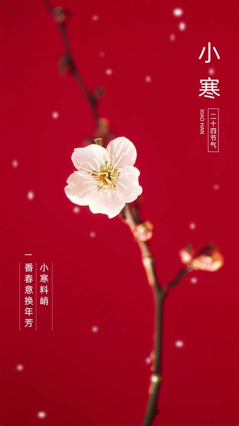 小寒料峭一番春意换年芳 澎湃号政务 澎湃新闻 The Paper