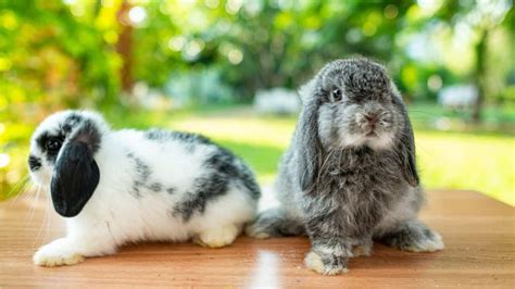 Mini Lop Bunnies Full Grown