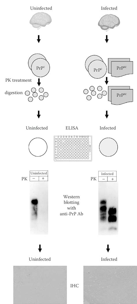 2 Diagnostic Methods For Chronic Wasting Disease Cwd Early Diagnosis Download Scientific 2 Diagnostic Methods For Chronic Wasting Disease Cwd Early Diagnosis Download Scientific