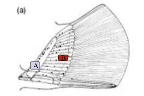Comparative Vertebrate Anatomy Exam 3 Flashcards Quizlet