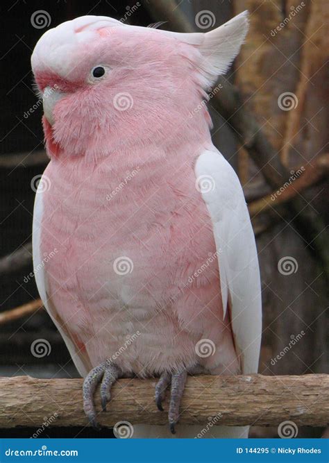 Major Mitchell Cockatoo Stock Image Image Of Bird Male 144295