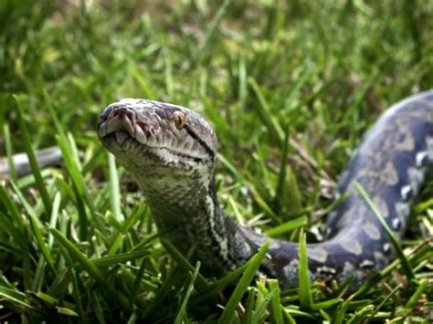 Prime Video Man Eating Python Season 1