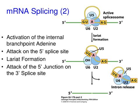 Ppt Chapter 26 Rna Metabolism Powerpoint Presentation Free Download
