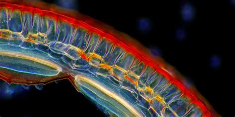 Eukaryotische Plantencel Onder De Microscoop