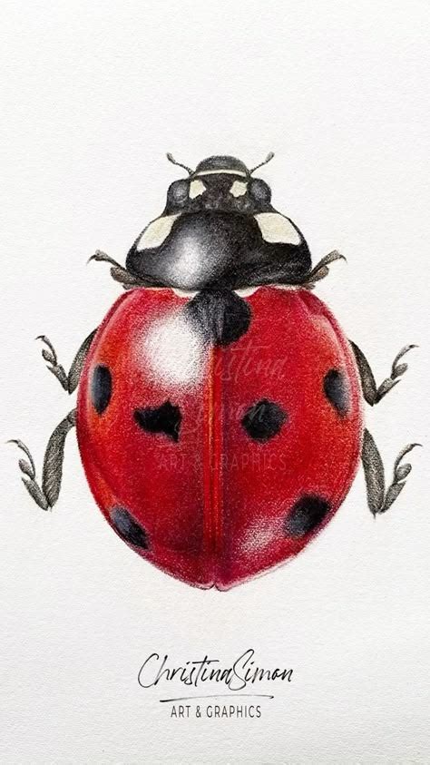 Detailed Ladybug Drawing