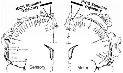 Figure 1 From Prefrontal Versus Motor Cortex Transcranial Direct