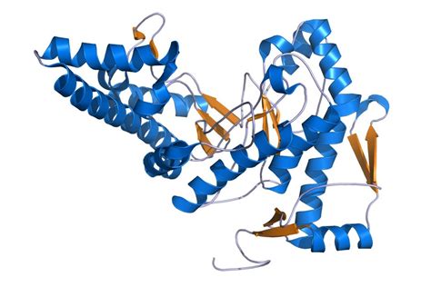 Hyaluronidase Creative Enzymes