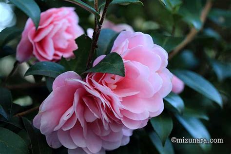 冬が来るよと山茶花咲く ギャラリー水楢