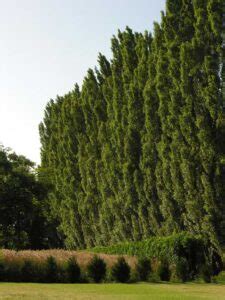 10 Best Trees For Clay Soil What You Need To Know Best Plants