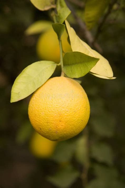 Ripe Orange And Its Half With Leaf Stock Photo Image Of Green Ripened
