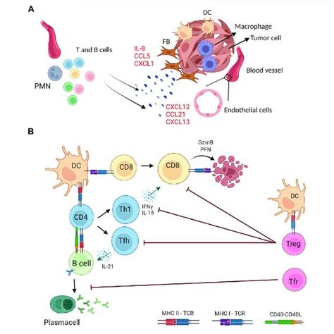 TLS Features In Human Cancers And Effects On Prognosis And Or Therapy Download Scientific Diagram
