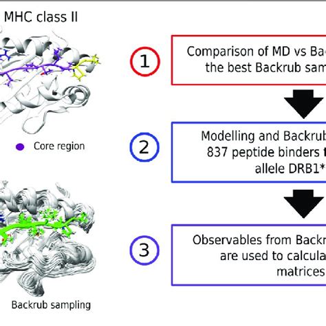 Left Examples Of A Peptide Bound To An Mhc Class Ii Receptor And Download Scientific