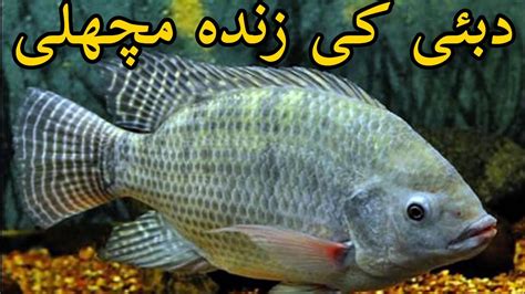 دبئی کی زندہ مچھلیسمندری مچھلی🐟🐠 Youtube