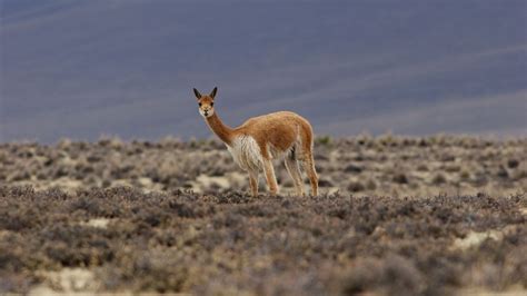 Which South American Camelids Exist