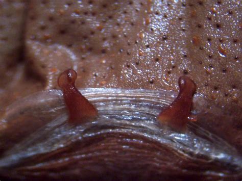 How To Sex Your Tarantula Tarantula Forum