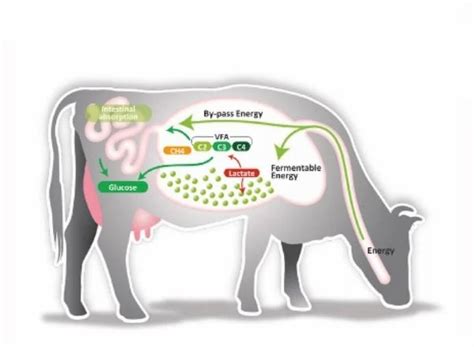 Feed Grade Rumen Bypass Energy Packaging Size 25 Kg Packaging Type