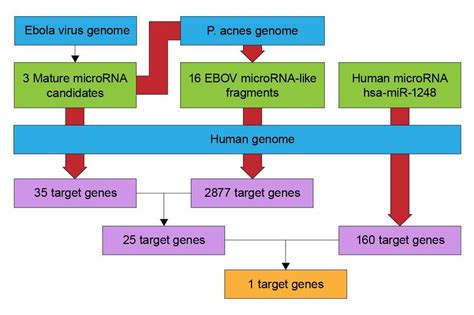 Flowchart Of Target Genes Prediction Download Scientific Diagram