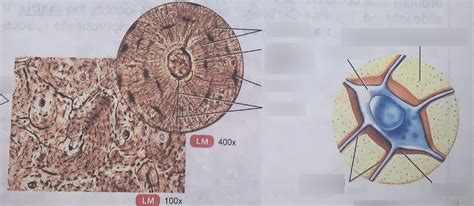 Bone Tissue Diagram Quizlet