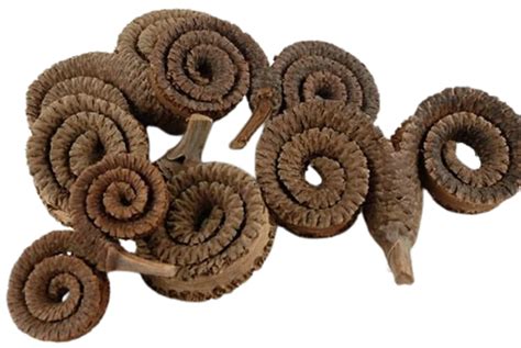 Rams Horn Stem Borassus Flabellifer Flower Stem Form Asian Palm