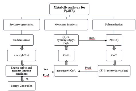 Metabolic Pathway For The Production Of P3hb Phaa β Ketothiolase