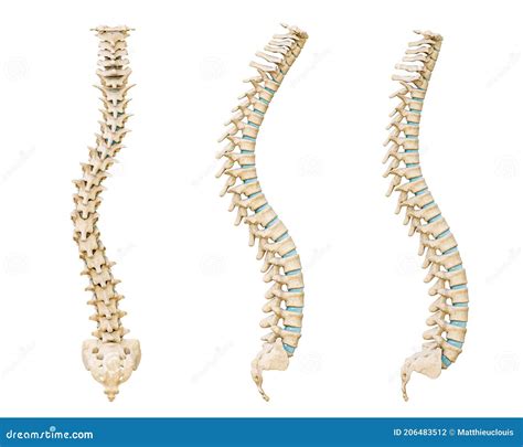 Vertebral Column Unlabelled