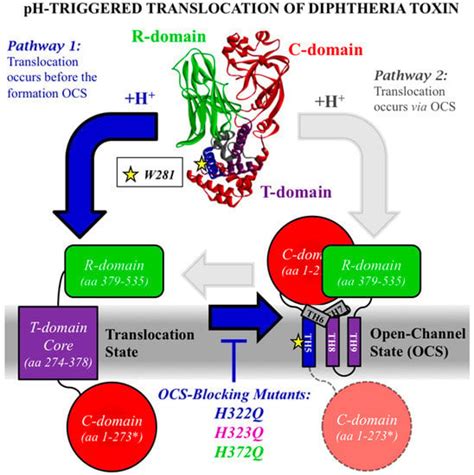 Toxins Special Issue Cellular Entry Of Binary And Pore Forming Bacterial Toxins