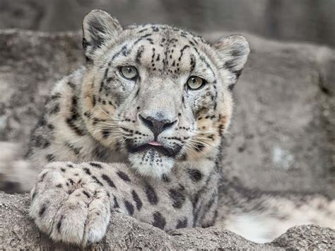 Cat Breeds With Rosettes Cat Explore