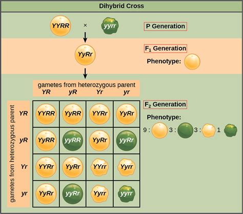 Laws Of Inheritance Openstax Biology 2e