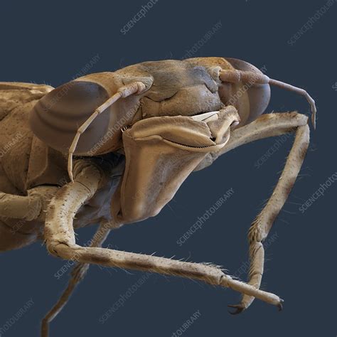 Damselfly Nymph Sem Stock Image C029 0405 Science Photo Library