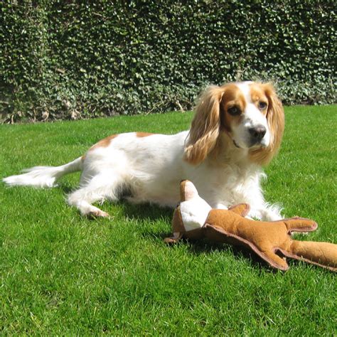 Cocker Spaniel English Dog Breed Health