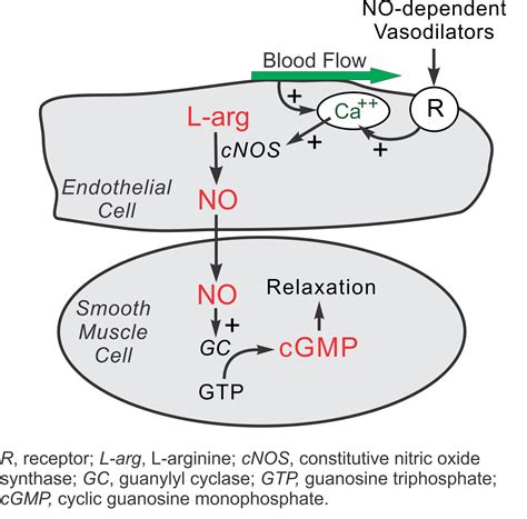 Nitric Oxide Formation And Metabolism