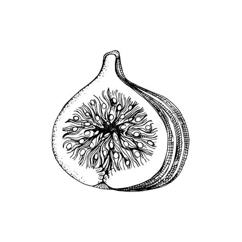 Hand Drawn Black And White Fig Half Stock Vector Illustration Of