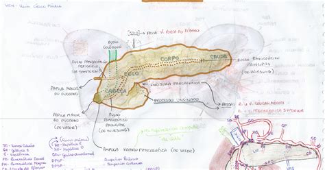 Rabiscos Infundados Anatomia do Pâncreas