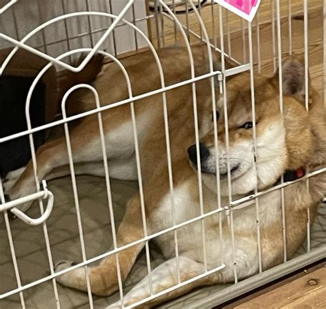 おどろくマルベロス🐺🟢お仕事募集中 On Twitter うちのtwitter Doge🐶♥️😂